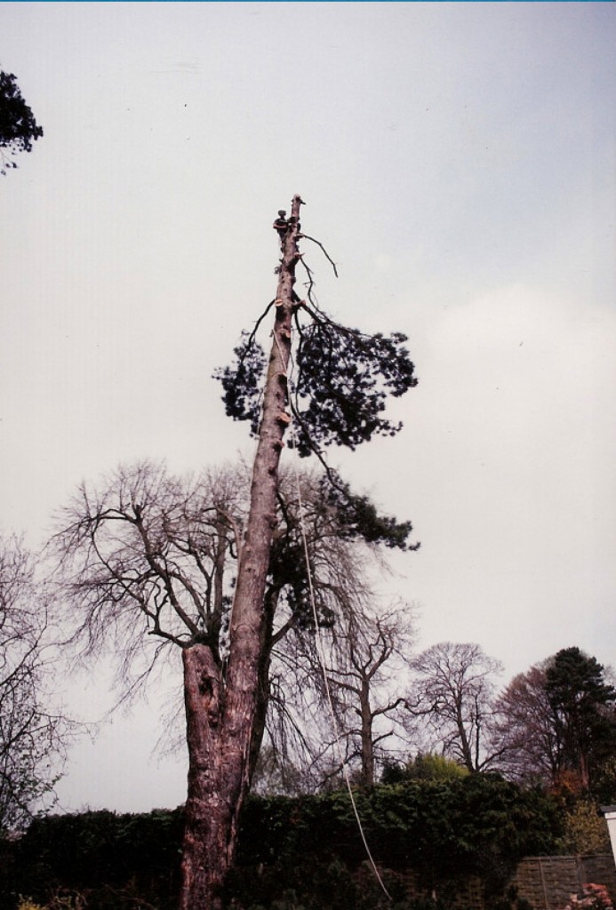 Alton Tree Care - Tree Surgery Liphook Surgeons